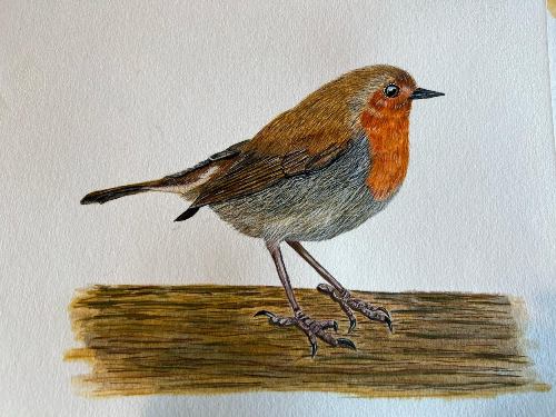 Learn to paint a robin in watercolour with a free tutorial - The Devon ...