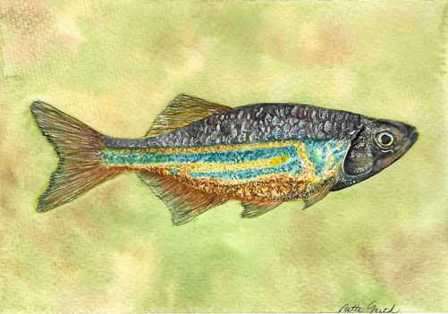 Tropical fish watercolor painting, full video tutorial- The Devon Artist