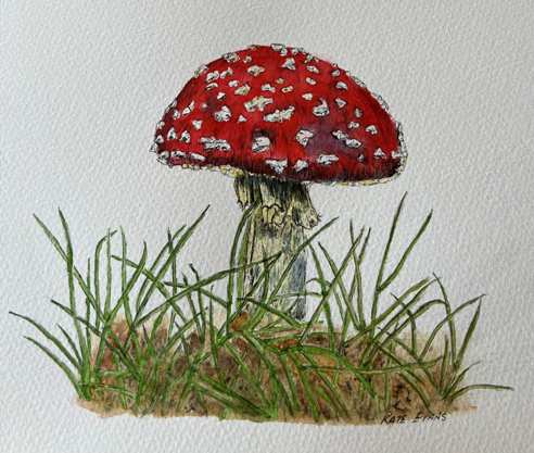 Pen and Wash Toadstool Illustration using Watercolour - The Devon Artist