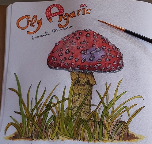 Pen and Wash Toadstool Illustration using Watercolour - The Devon Artist