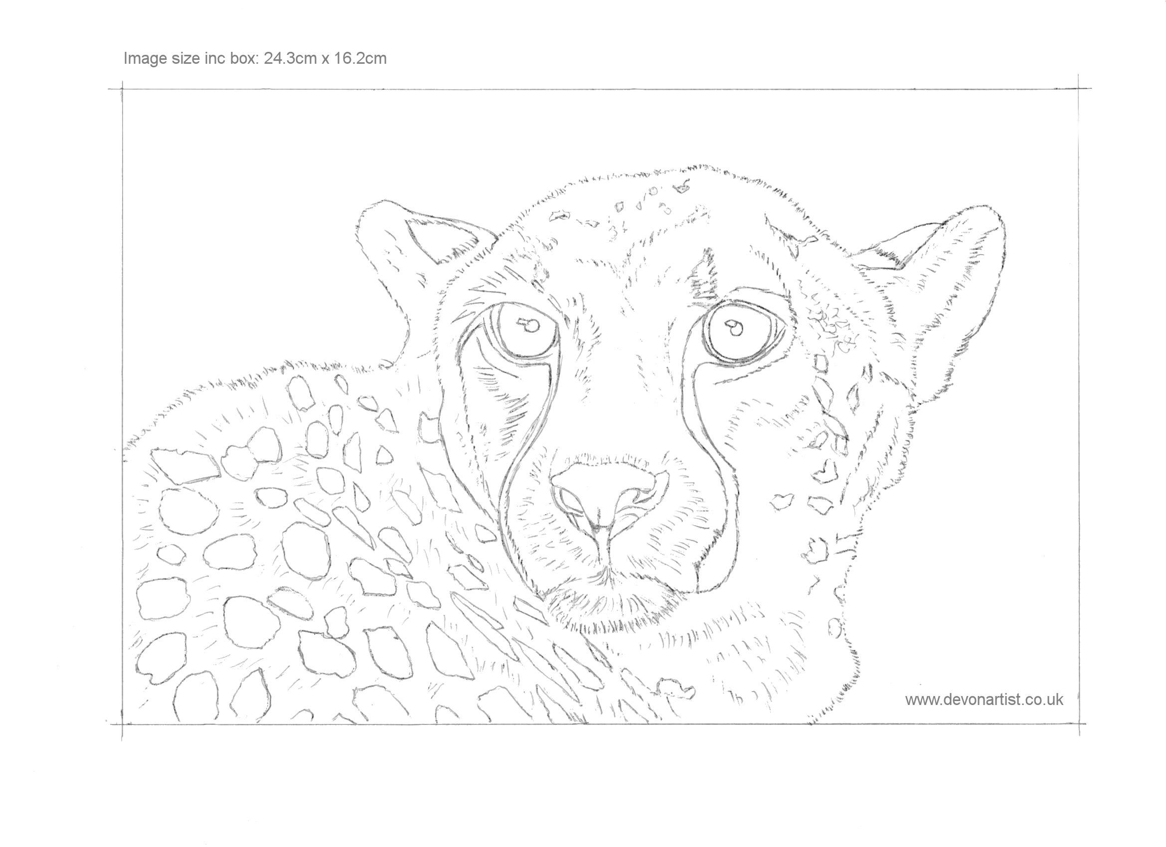 How to paint a Cheetah in watercolour, art online - The Devon Artist