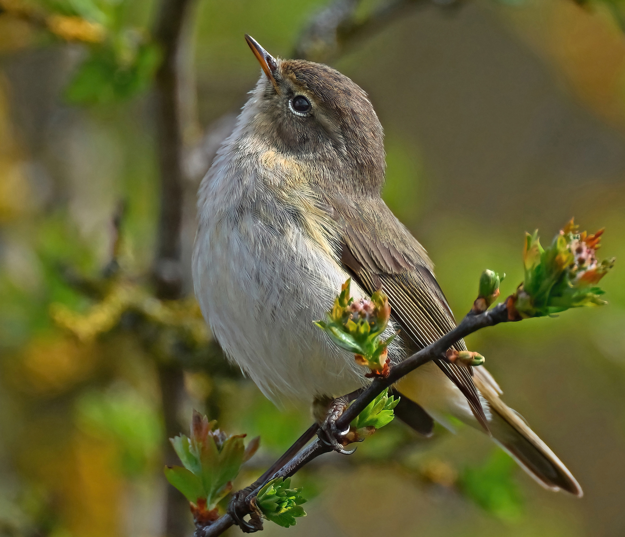 Watercolour bird painting challenge - semi-solo - The Devon Artist
