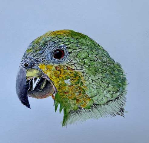 Bird Pen and Watercolor Wash Parrot Painting - The Devon Artist
