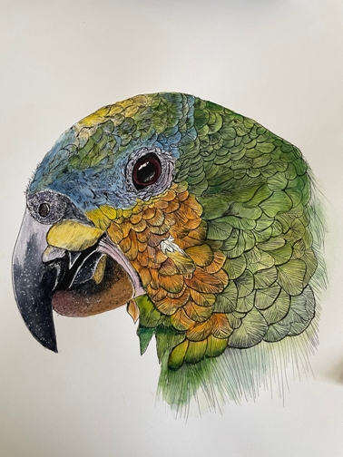 Bird Pen and Watercolor Wash Parrot Painting - The Devon Artist