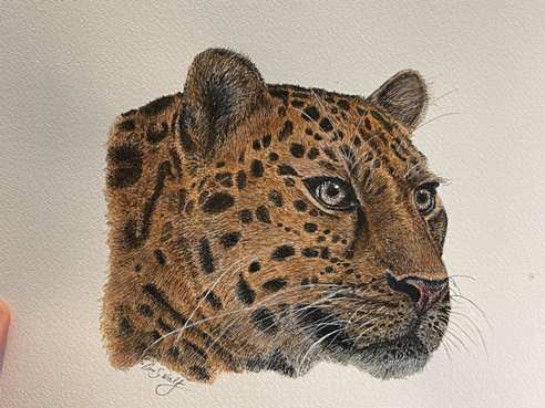 Realistic watercolor video tutorial, how to paint a leopard - The Devon ...
