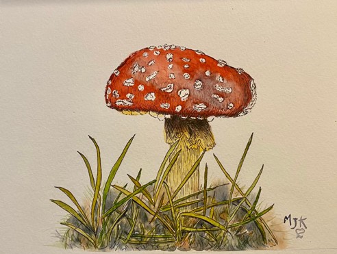 Pen and Wash Toadstool Illustration using Watercolour - The Devon Artist