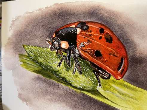Watercolour ladybird video tutorial of the whole painting - The Devon ...