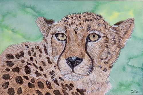 How to paint a Cheetah in watercolour, art online - The Devon Artist