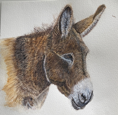 How to paint a donkey in watercolour, video art lesson - The Devon Artist