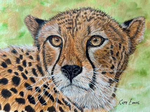 How to paint a Cheetah in watercolour, art online - The Devon Artist