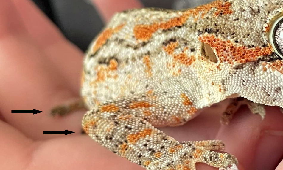 How to paint reptiles in watercolour online lesson - The Devon Artist