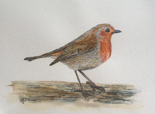 Learn to paint a robin in watercolour with a free tutorial - The Devon ...