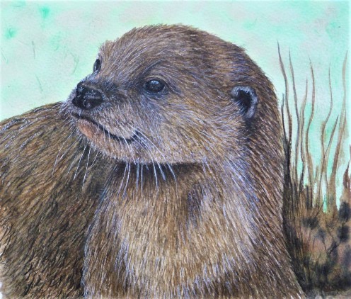 Wildlife in Watercolour Otter Tutorial, learn to paint fur - The Devon ...