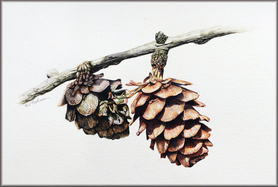 How to paint pine cones in watercolour in detail - The Devon Artist