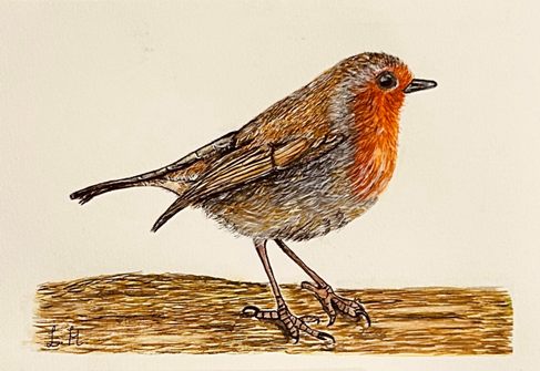 Learn to paint a robin in watercolour with a free tutorial - The Devon ...