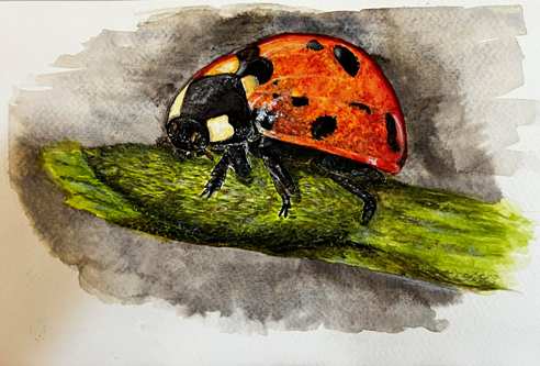 Watercolour ladybird video tutorial of the whole painting - The Devon ...