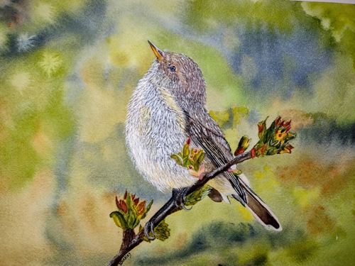Watercolour bird painting challenge - semi-solo - The Devon Artist