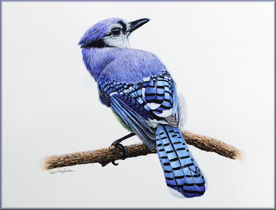 blue jay watercolor tutorial, step by step video guide - The Devon Artist