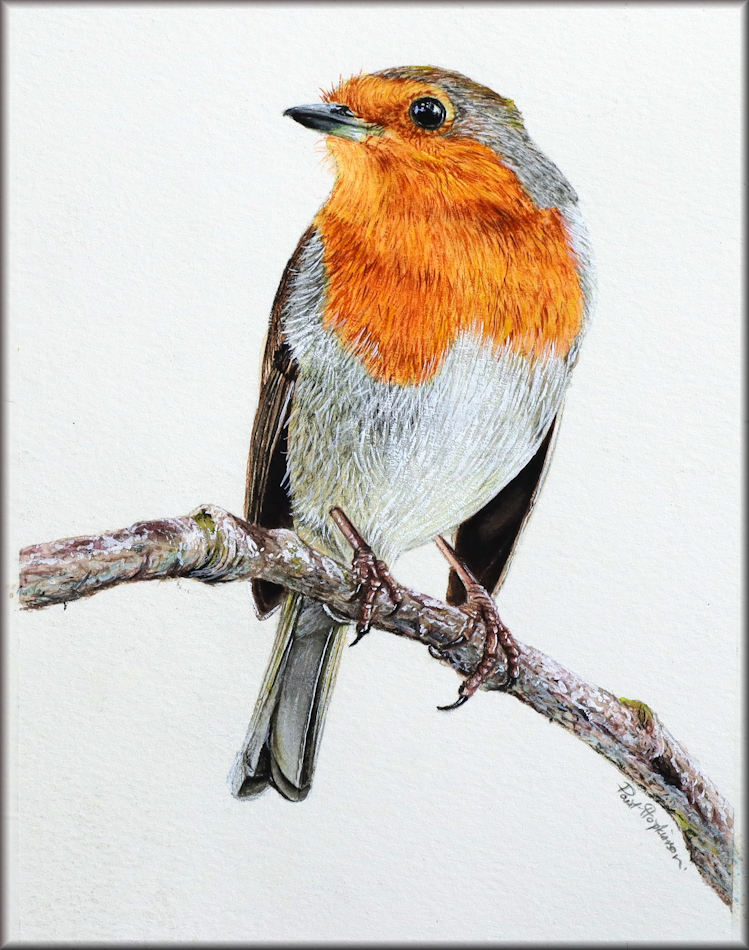 Robin watercolour painting lesson, learn to paint realistically - The Devon Artist