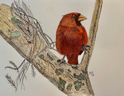 Pen and wash tutorial - watercolor cardinal bird painting - The Devon ...