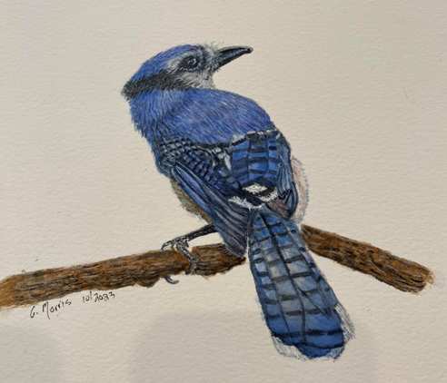 blue jay watercolor tutorial, step by step video guide - The Devon Artist