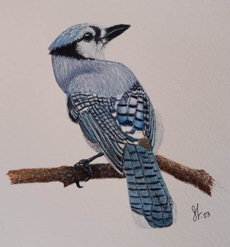 blue jay watercolor tutorial, step by step video guide - The Devon Artist