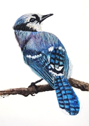 blue jay watercolor tutorial, step by step video guide - The Devon Artist