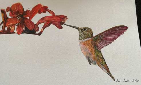 Video tutorial on painting a hummingbird in watercolour - The Devon Artist
