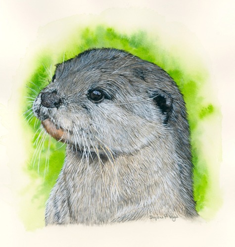 Wildlife in Watercolour Otter Tutorial, learn to paint fur - The Devon ...