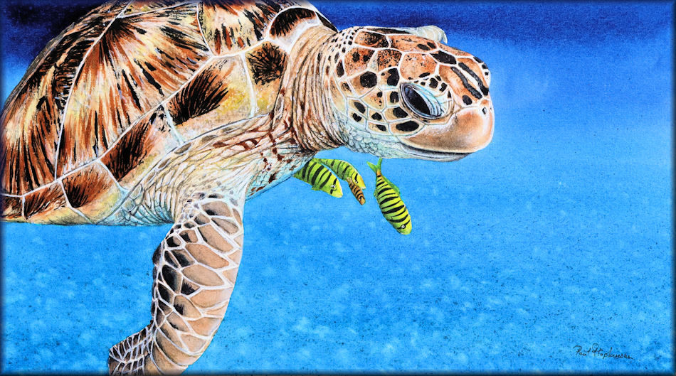 Realistic watercolour painting video - Sea Turtle - The Devon Artist