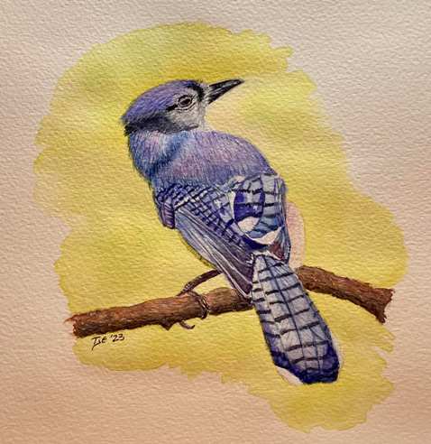 blue jay watercolor tutorial, step by step video guide - The Devon Artist