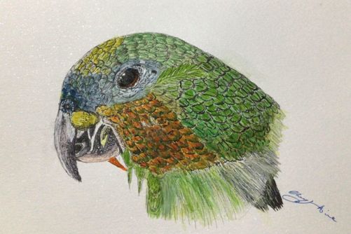 Bird Pen and Watercolor Wash Parrot Painting - The Devon Artist