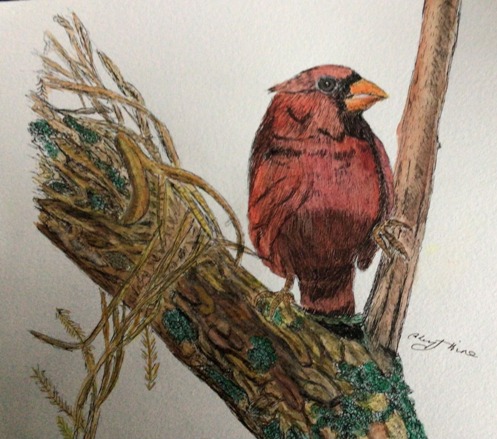 Pen and wash tutorial - watercolor cardinal bird painting - The Devon ...