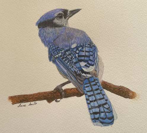 blue jay watercolor tutorial, step by step video guide - The Devon Artist