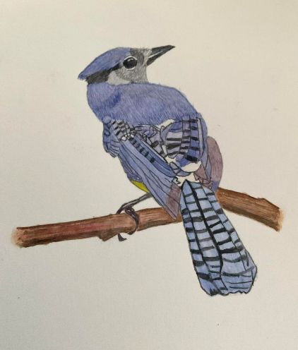 blue jay watercolor tutorial, step by step video guide - The Devon Artist