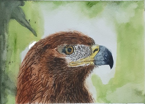 Realistic eagle watercolour illustration - video tutorial - The Devon ...