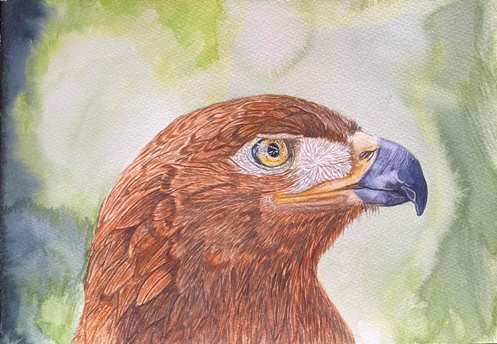 Realistic eagle watercolour illustration - video tutorial - The Devon ...