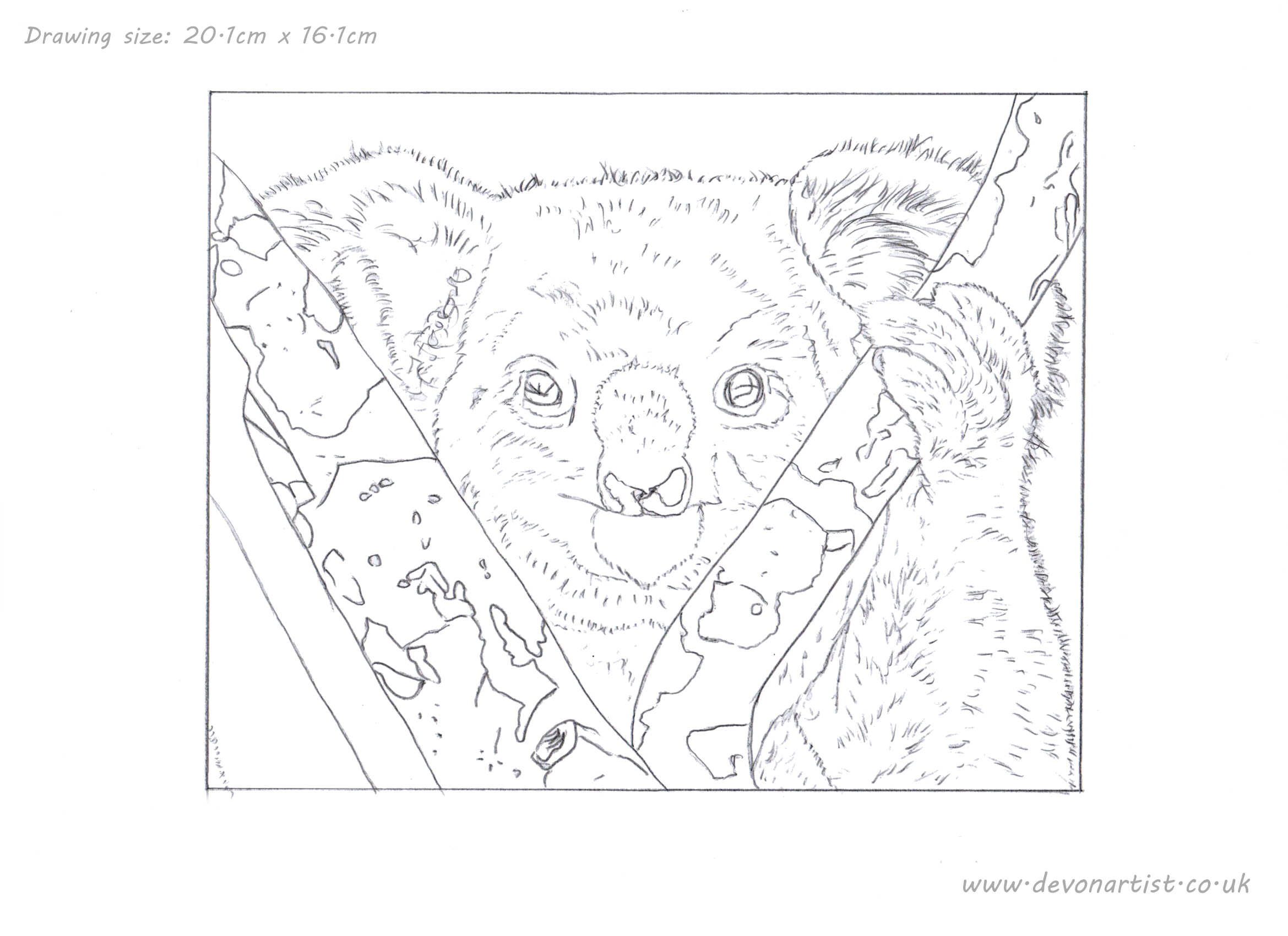 How to paint realistic animals - watercolour Koala - The Devon Artist