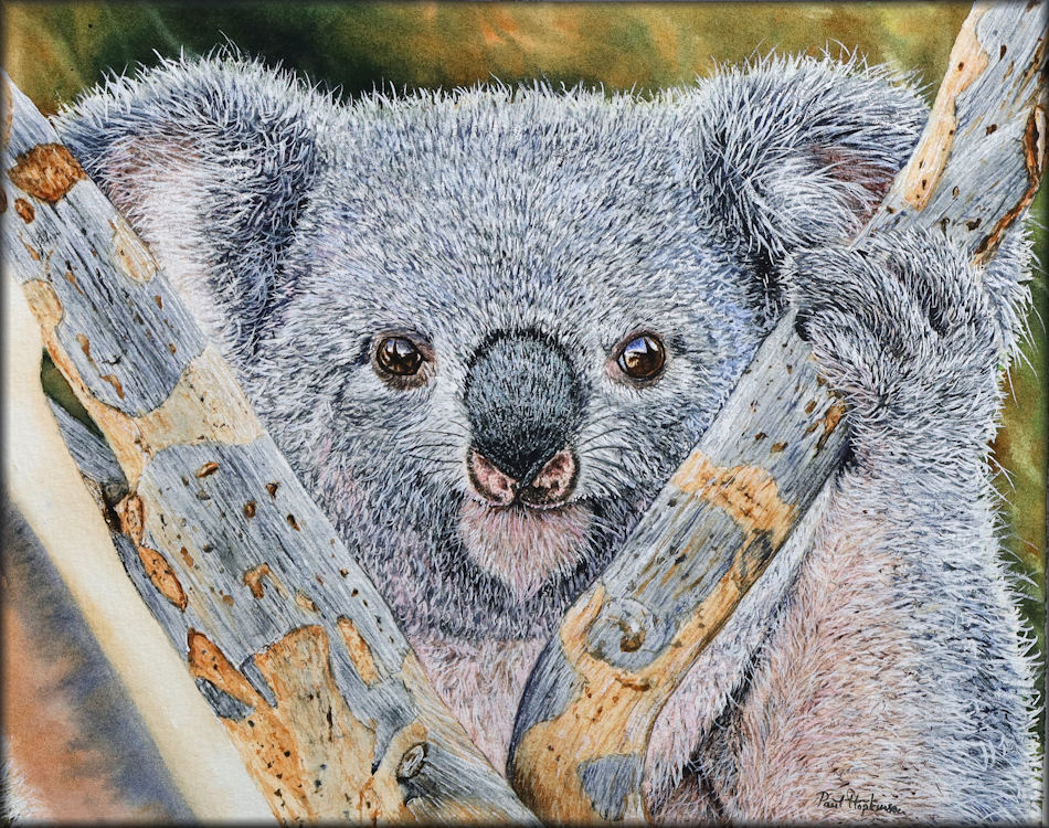 How to paint realistic animals - watercolour Koala - The Devon Artist