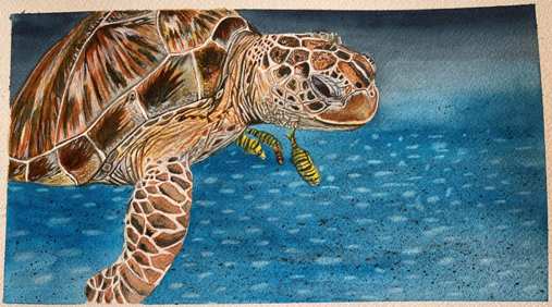 Realistic watercolour painting video - Sea Turtle - The Devon Artist