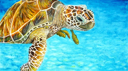 Realistic watercolour painting video - Sea Turtle - The Devon Artist