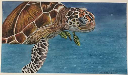 Realistic watercolour painting video - Sea Turtle - The Devon Artist