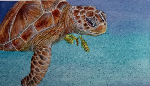 Realistic watercolour painting video - Sea Turtle - The Devon Artist