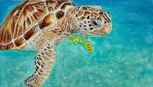 Realistic watercolour painting video - Sea Turtle - The Devon Artist