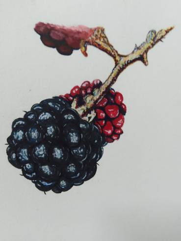 How to paint realistic blackberries in fine art watercolour - The Devon ...