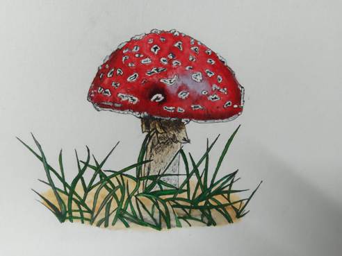 Pen and Wash Toadstool Illustration using Watercolour - The Devon Artist