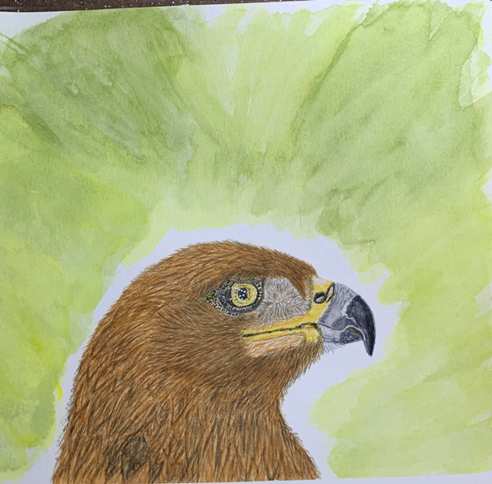 Realistic eagle watercolour illustration - video tutorial - The Devon ...