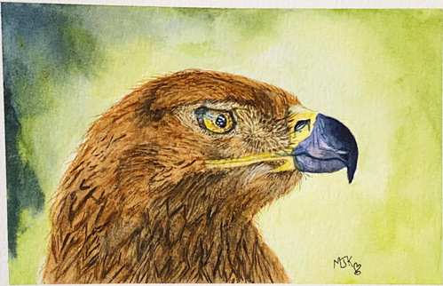 Realistic eagle watercolour illustration - video tutorial - The Devon ...