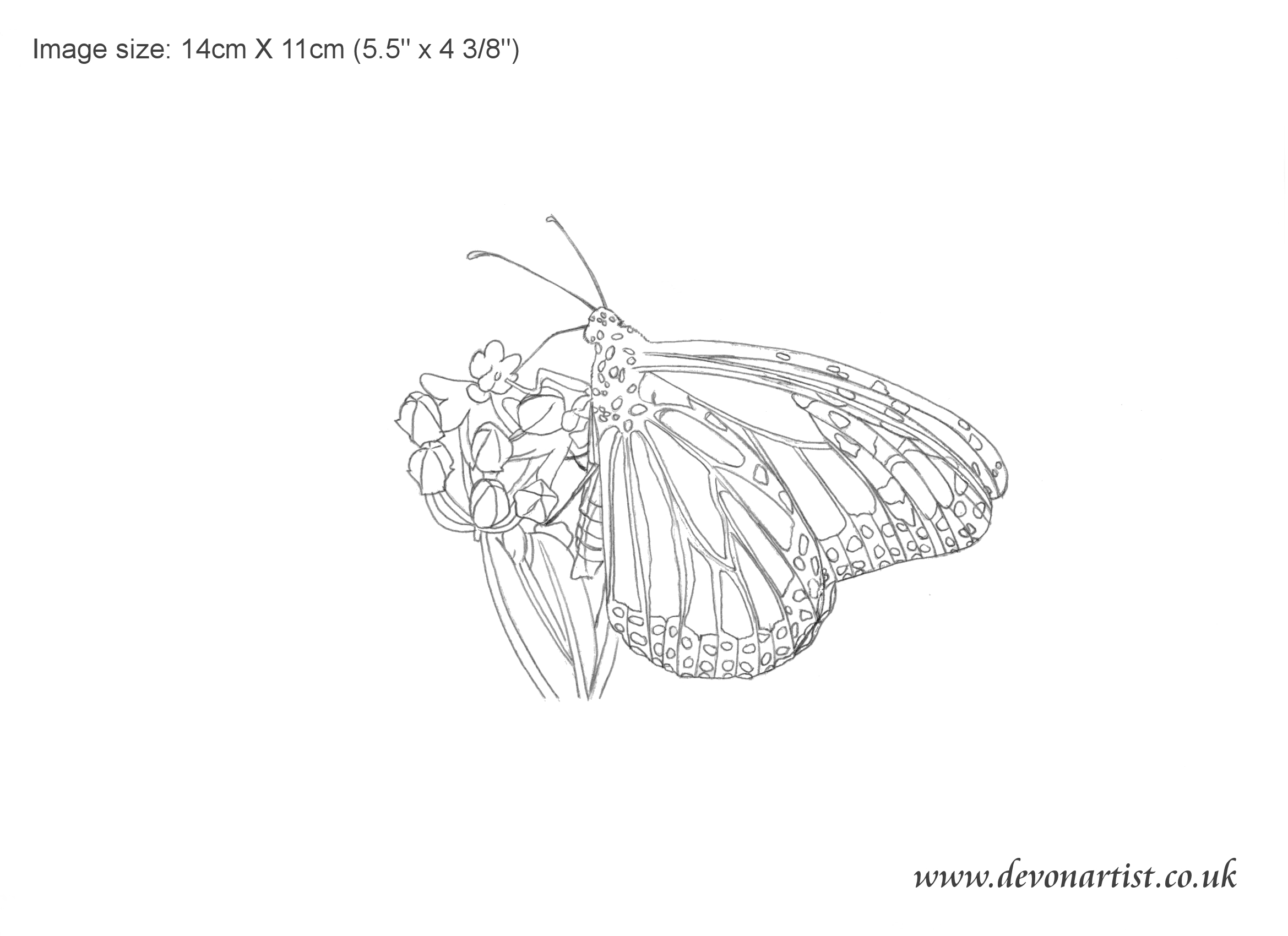 Pen and wash Monarch butterfly online tutorial - The Devon Artist