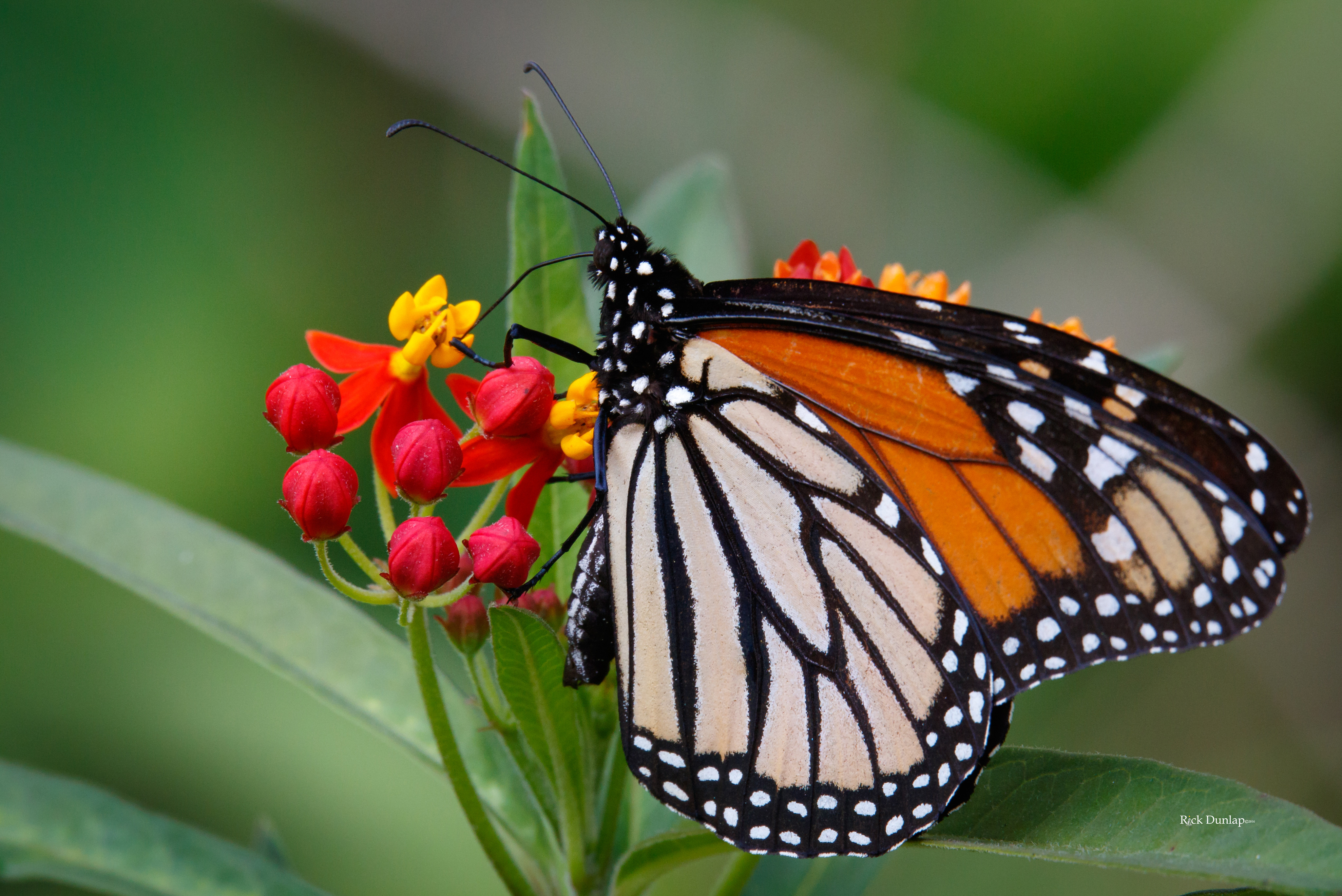 Pen and wash Monarch butterfly online tutorial - The Devon Artist